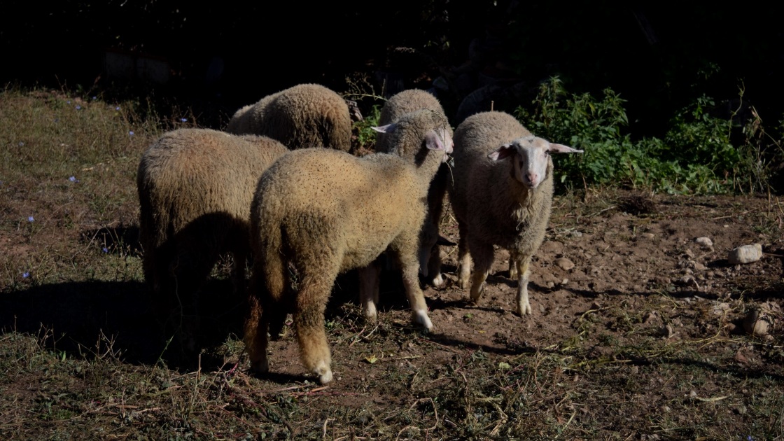 Grkinja – najveća “zavodnica” među selima